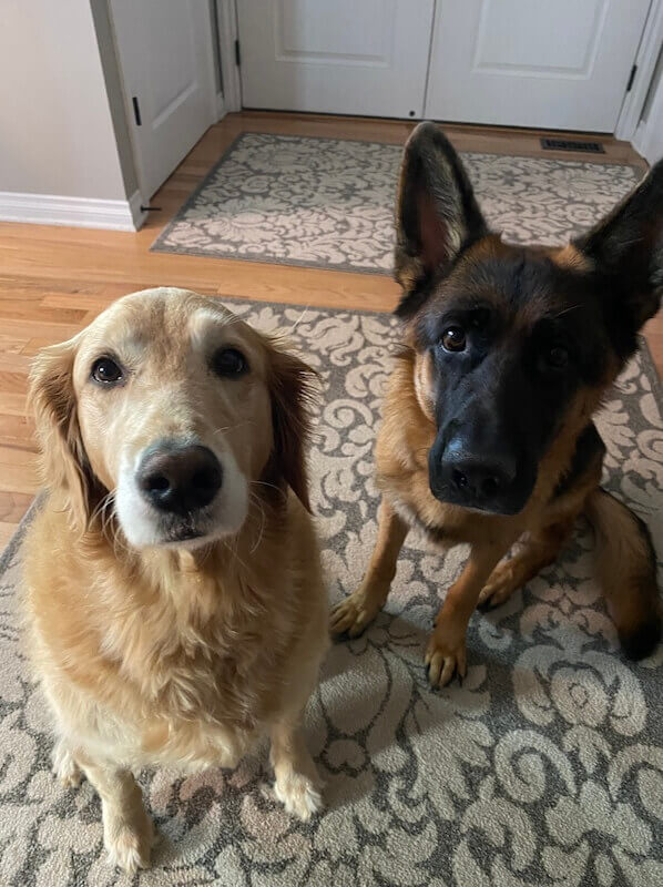 The Importance of Pet-Safe Cleaning Products for Your Beloved Pets ...